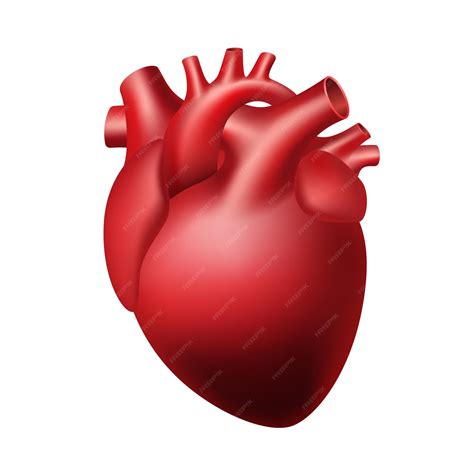 Premium Vector Realistic Heart Anatomy Structure Anatomically Correct