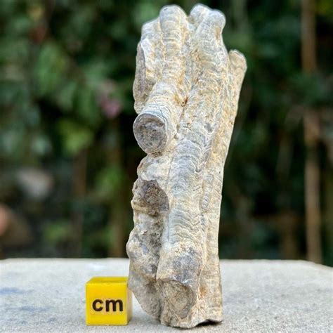 Serpulid Cycloserpula Intestinalis Jurassic Fossil Worm Genuine My Lost Gems