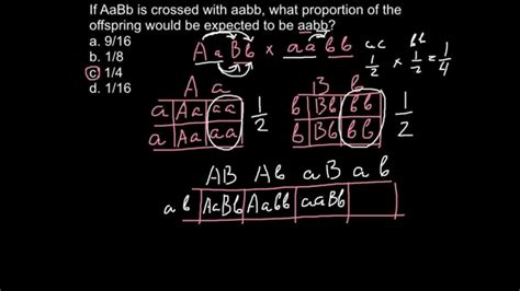 Genotype Ratio
