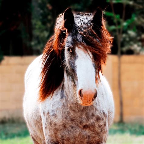 Hipólita Do Grb Gypsy Ranch Brazil