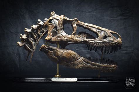 Nanotyrannus Lancensis Dinosaur Skull Replica Museum Quality Fossil