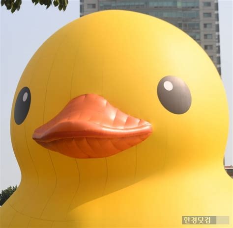 [포토] 러버덕 클로즈업