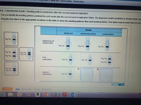 Solved Can You Identify The Banding Patterns Predicted By