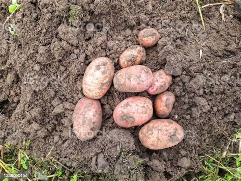 클로즈업에 감자를 파고의 배경 큰 감자는 땅에 누워있다 감자 요리에 대한 스톡 사진 및 기타 이미지 감자 요리 건강한 생활방식 건강한 식생활 Istock