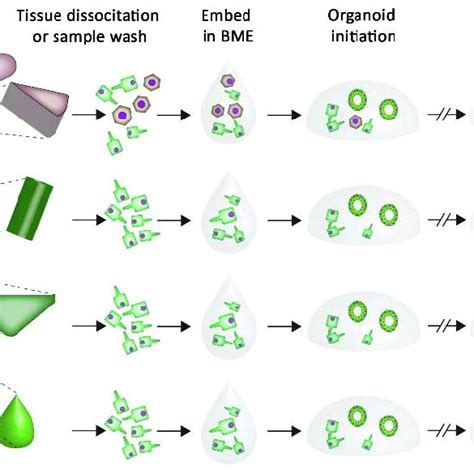 Schematic Overview Of The Workup Of Cholangiocyte Organoids In Bme