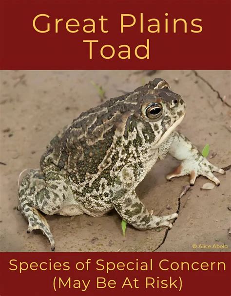 Meet Grassland Species At Risk Multisar In Alberta