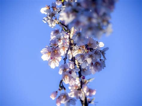宝幢寺の枝垂れ桜2024 Ito Wokashi