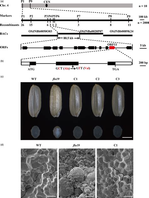 Map‐based Cloning Of The Flo19 Allele A Fine Mapping Narrowed The