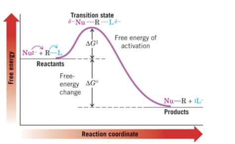 Orgo Exam 2 Flashcards Quizlet