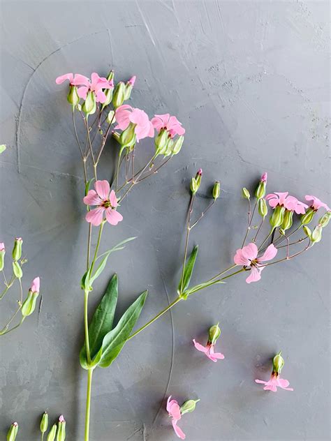 Saponaria Bundle Sweet Peas Flower Shop Saponaria Bundle Sweet Peas Flower Shop