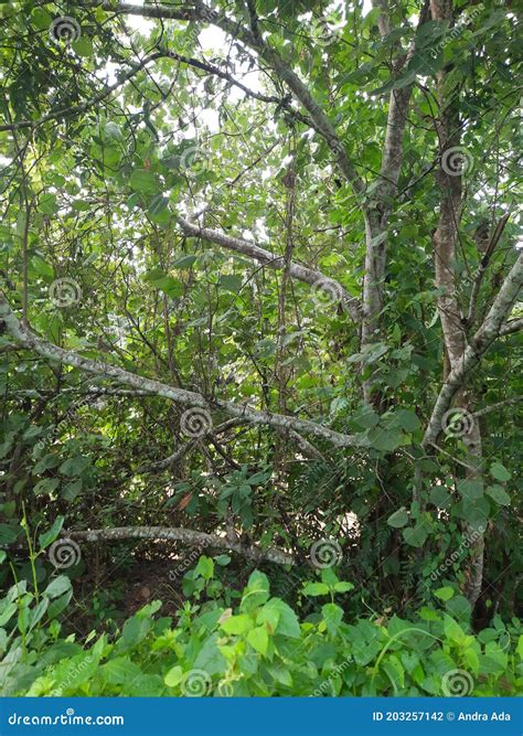 Branching Tree Stock Image 42779695