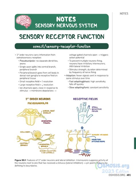 Sensory Nervous System Notes Diagrams And Illustrations Osmosis Pdf
