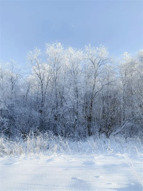 배경에 나무가 있는 눈 덮인 들판 사진 Unsplash의 무료 자연 이미지