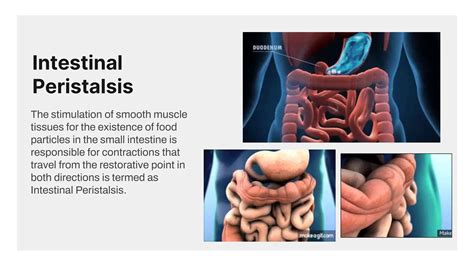 Peristalsis And Segmentation Digestive System Pptx