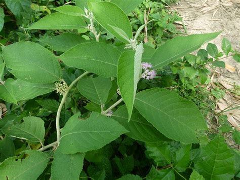 Callicarpa Macrophylla Eflora Of India