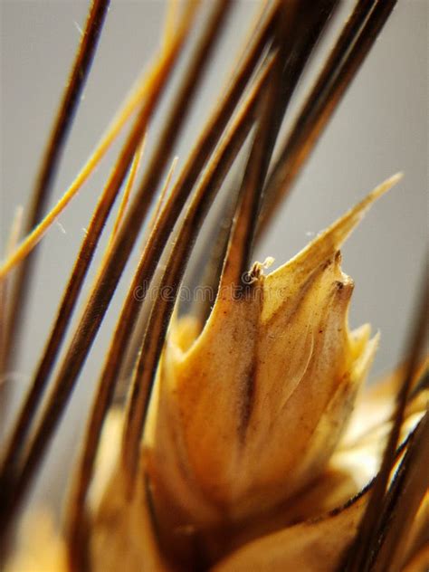 Beautiful Close Up View Of A Dried Plant Stock Photo Image Of Beautiful Dried
