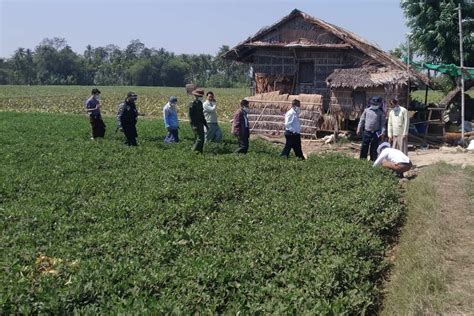 ချောင်းဆုံမြို့နယ်၌ ပဲတီစိမ်းစိုက်ခင်း စံကွက်ရိတ်သိမ်းပွဲ ပြုလုပ် Information And Public