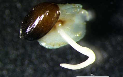 Seeds Of Hope For Seagrass Meadows Rnz
