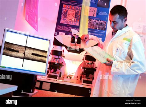 Forensic Hair Analysis Forensic Scientist Using A Microscope To