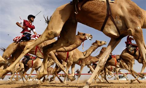 Where Camels Race And Win Beauty Contests — Arabian Post