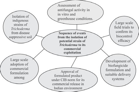 Schematic Diagram Showing The Sequences Of Events From The Isolation Of
