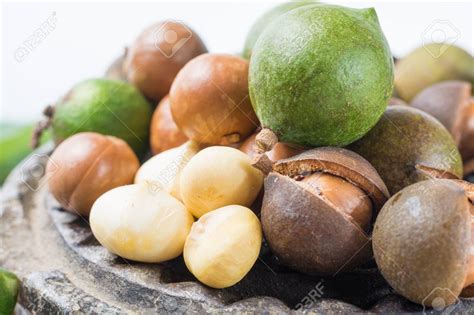 Macadamia Nuts Cultivation In Karnataka At Darryl Jackson Blog