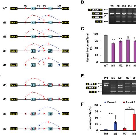 Bidirectional Rna Pairing Controls Alternative Exon 4 Inclusion In Download Scientific Diagram