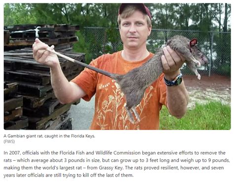 Giant Rat Found In The Solomon Islands En World Dandd And Tabletop Rpg