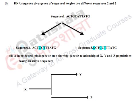 Genetic Distance Human Population Genetics