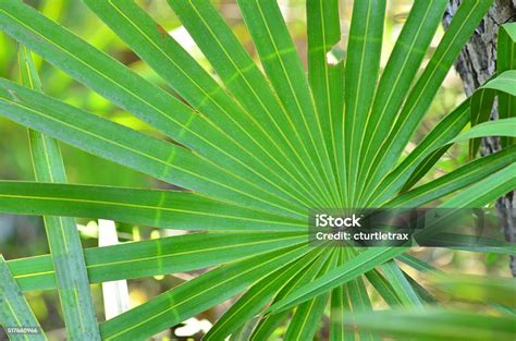 작은창자 링 단궤 채색기법 성장 톱야자 잎 0명에 대한 스톡 사진 및 기타 이미지 0명 기이함 나무 Istock