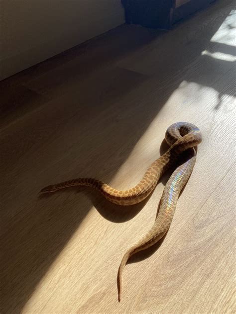 T Windorah Stimsons Python