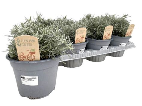 Helichrysum Italicum — Plant Wholesale Floraccess