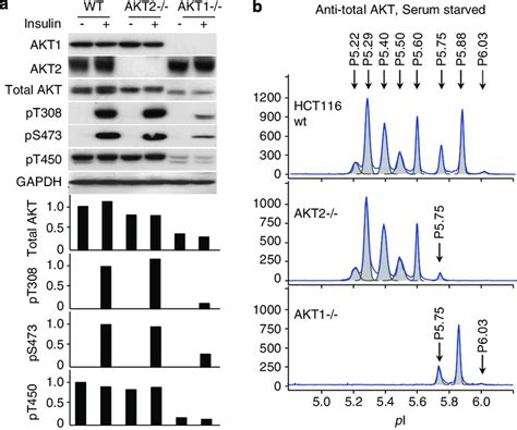 Characterization Of Phosphorylation Of Akt Isoforms By Western Blotting
