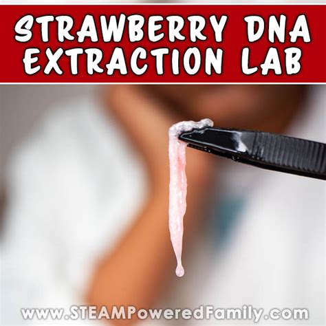 Strawberry Dna Under Microscope
