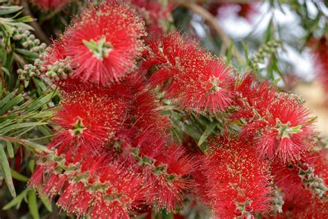 Callistemon Tree