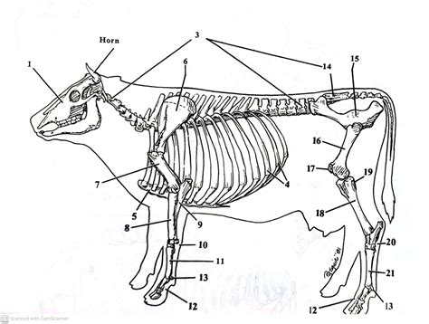 Bovine Skeleton Diagram Quizlet