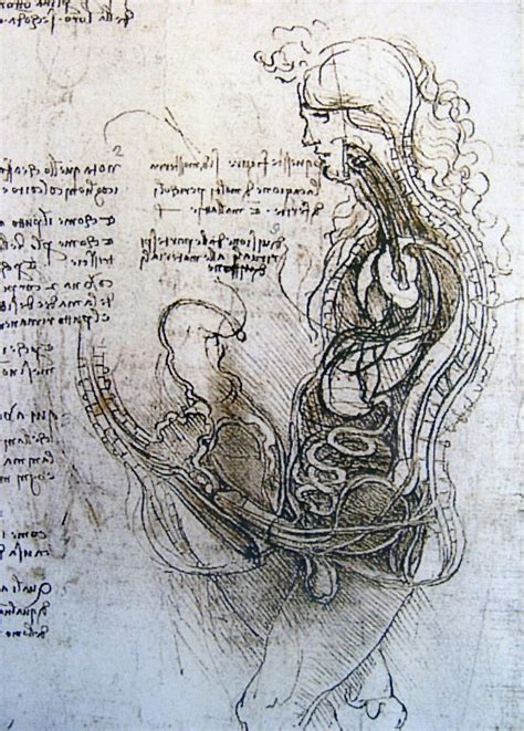 A Cross Sectional Diagram Of The Sex Act In Porn Porn