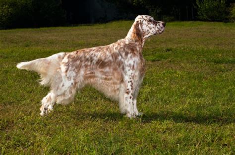 10 Things You Didn T Know About The English Setter