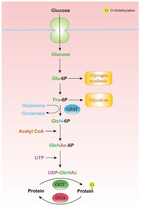 O Glcnacylation In Liver Metabolism Encyclopedia Mdpi