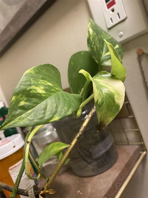 Pythos Wont Root Been In Water For Weeks And Put Out Some New Leaves But No Action From The