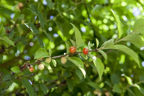 Prunus Tomentosa 3 Ltr Pot