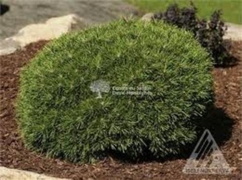 Pinus Mugo Slowmound Slowmound Mugo Pine Eberts Greenhouse