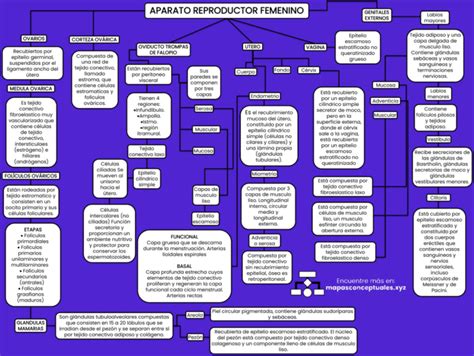 Mapas Conceptuales Aparato Reproductor Femenino 【descargar】
