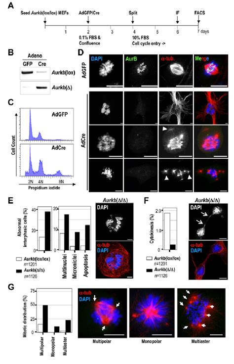 Cellular Phenotypes Following Acute Deletion Of Aurora B In Mouse Download Scientific Diagram