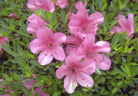 花木図鑑サツキツツジ 庭を楽しむ家 庭づくりエクステリア ミサワホーム