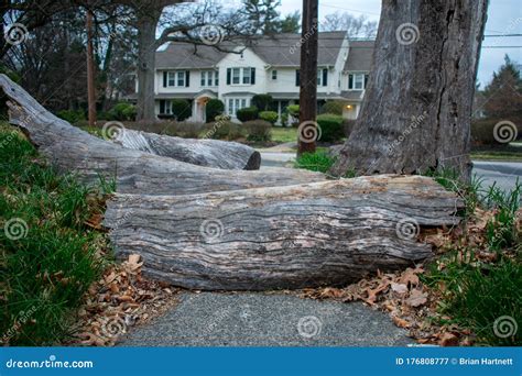 Rotten Broken Logs Blocking The Sidewalk Stock Image Image Of Foliage