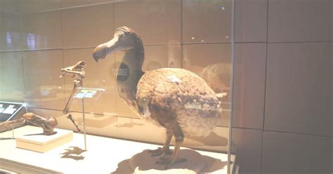 Dodo Next In Line For De Extinction By Scientists Reviving The Mammoth