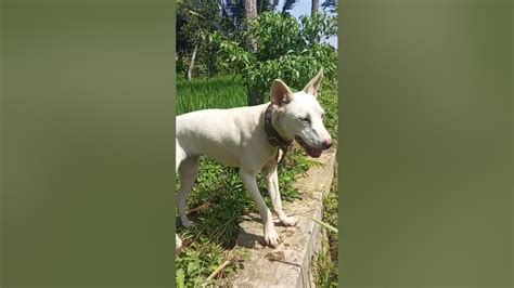 Si Putih Menawan Youtube