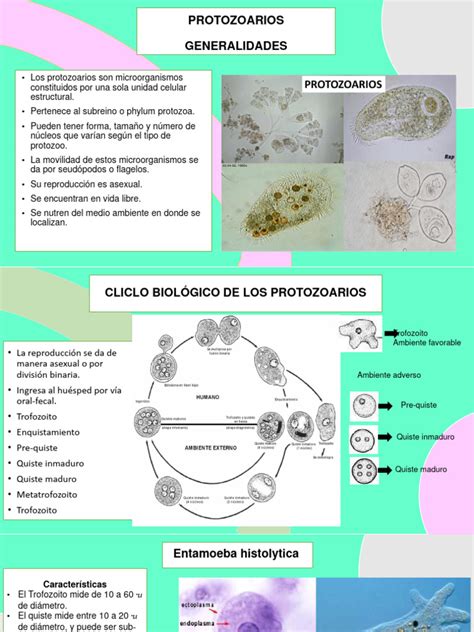 Ciclo De Vida De Protozoarios Parásitos Pdf Especialidades Medicas