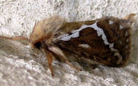 Orange Swift Moth